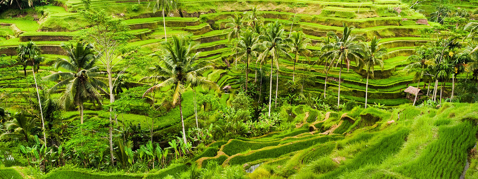 How to get a job as an expat in Bali | OFX (US)